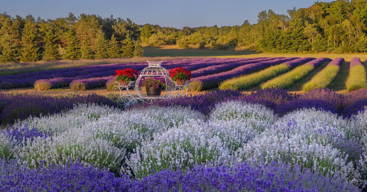 This Lavender Farm With Over 20,000 Plants Is Officially In Bloom For ...