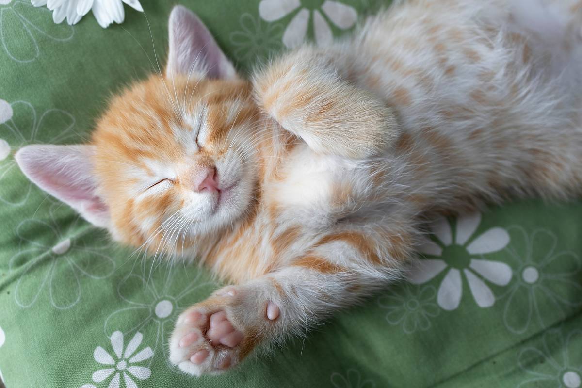 Take Home a Pet at PAWS Chicago’s Adopt-a-Thon This Weekend