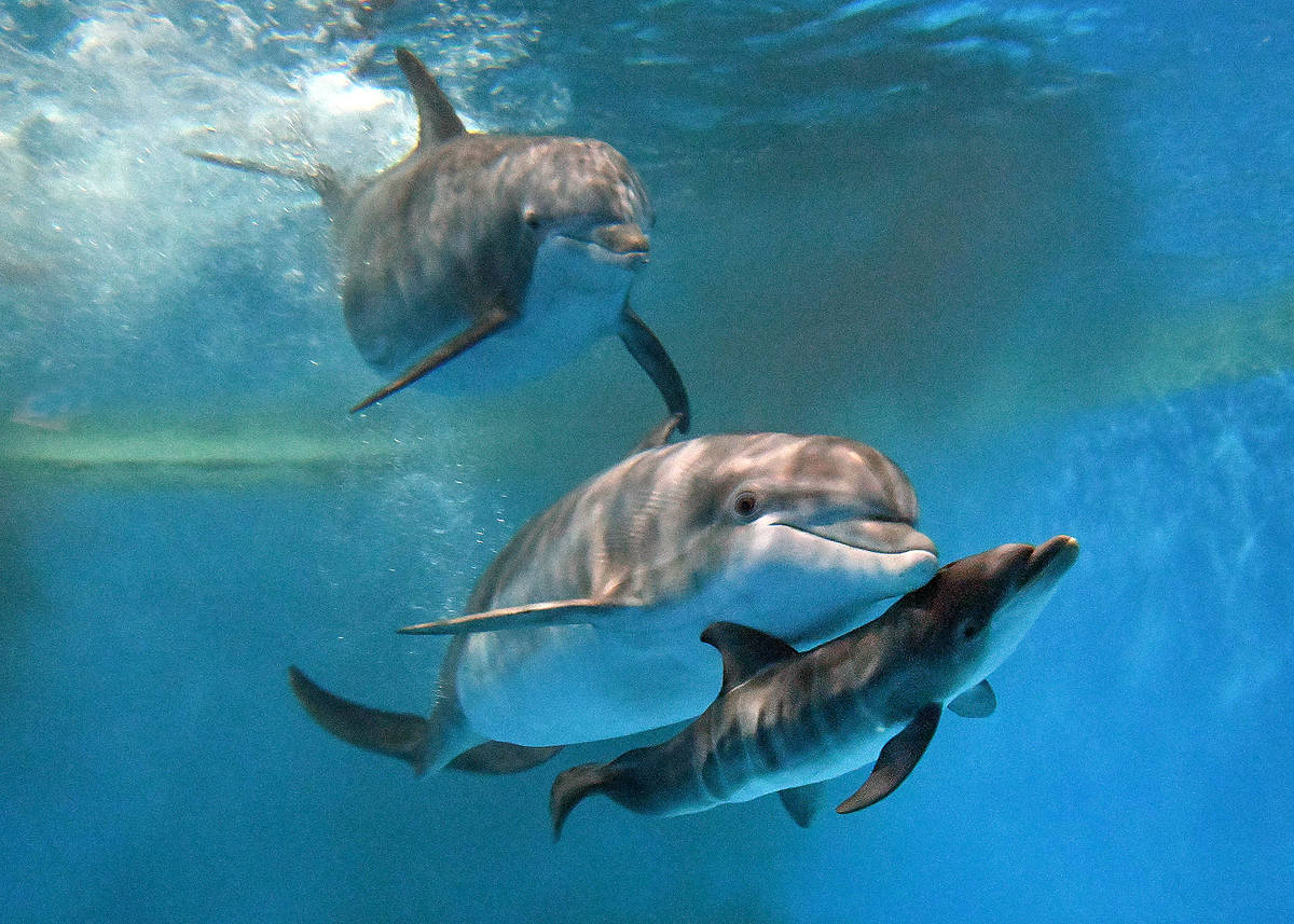 Meet the Brookfield Zoo's Newest Resident—A Baby Dolphin