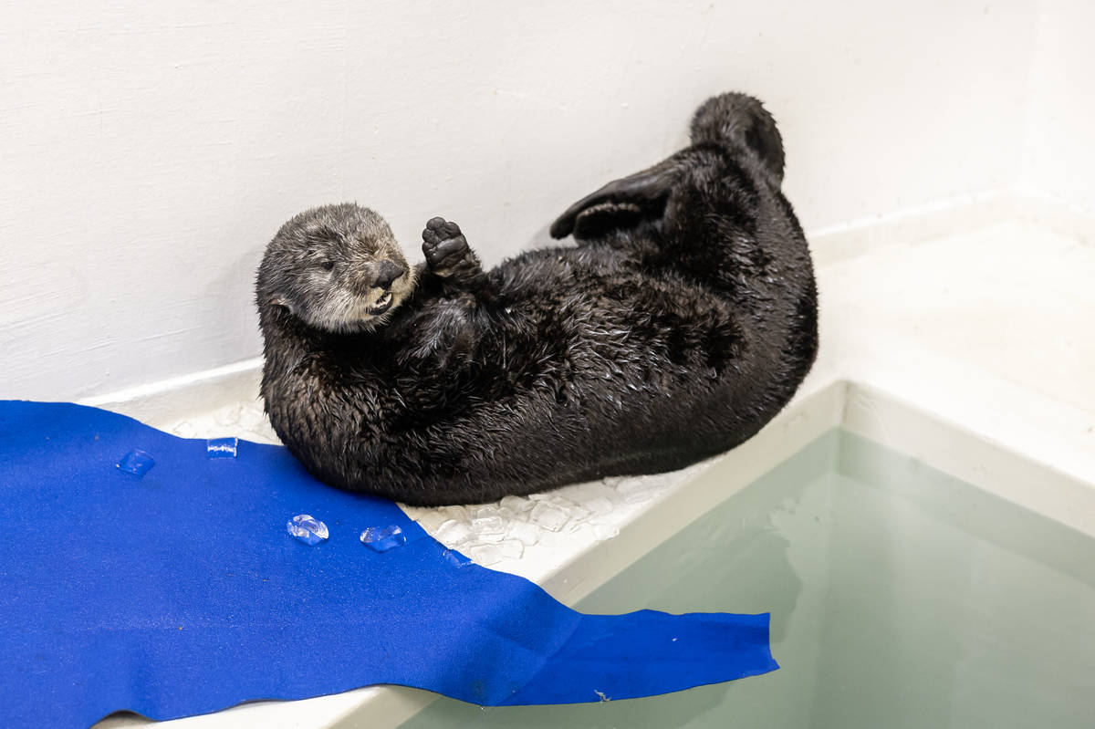 Help the Shedd Aquarium Name its Newest Sea Otter