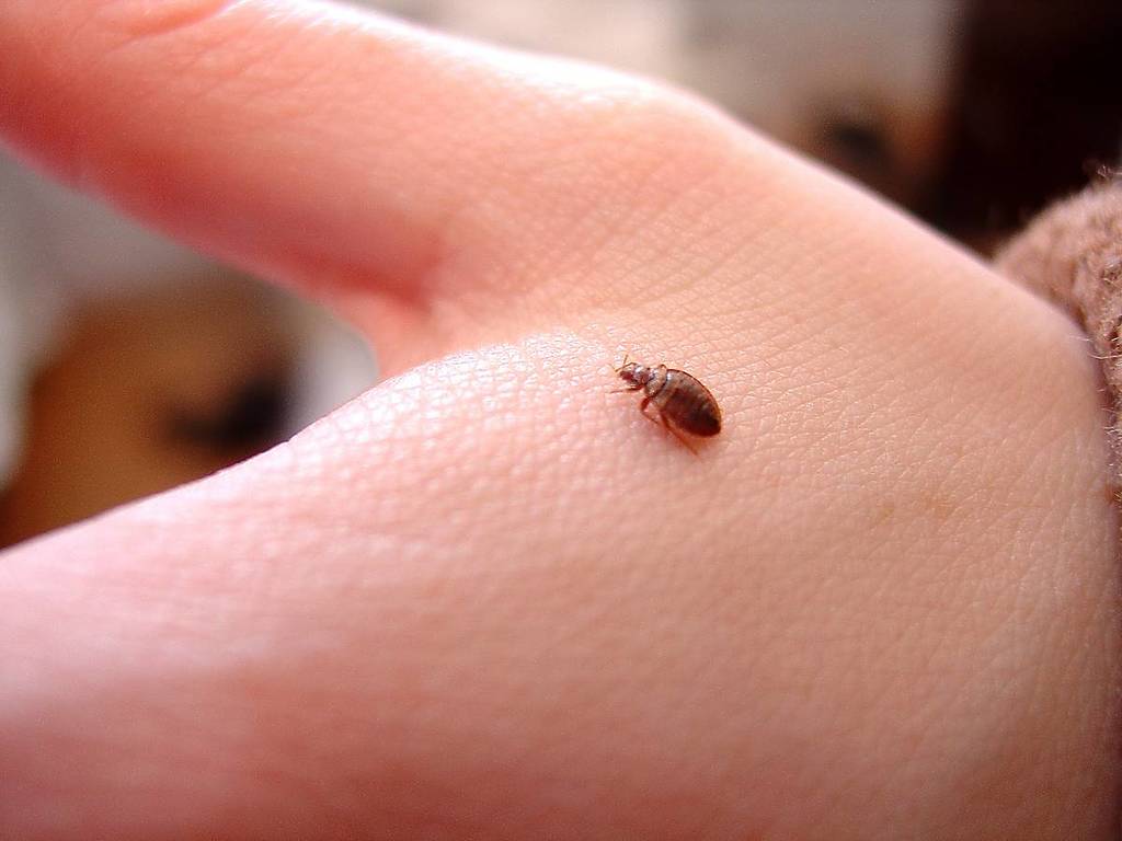Chicago Ranked Most Bed Bug-Infest U.S. City in New Study