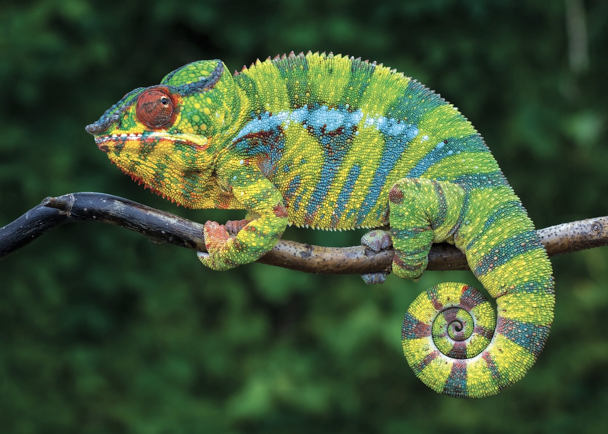 The Field Museum Launches "Reptiles Alive!" Exhibition