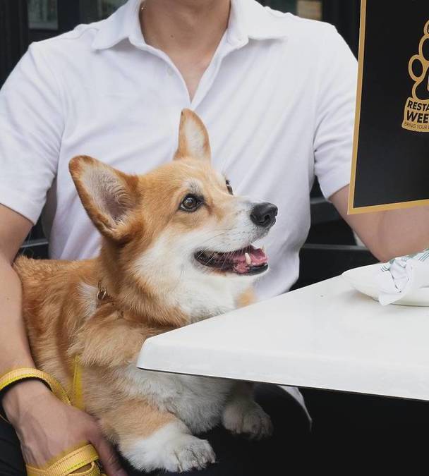 The Alston Opening on Chicago's Gold Coast