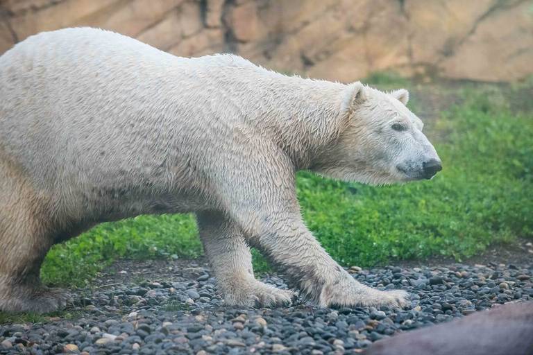 Meet the Brookfield Zoo's Newest Resident Polar Bear