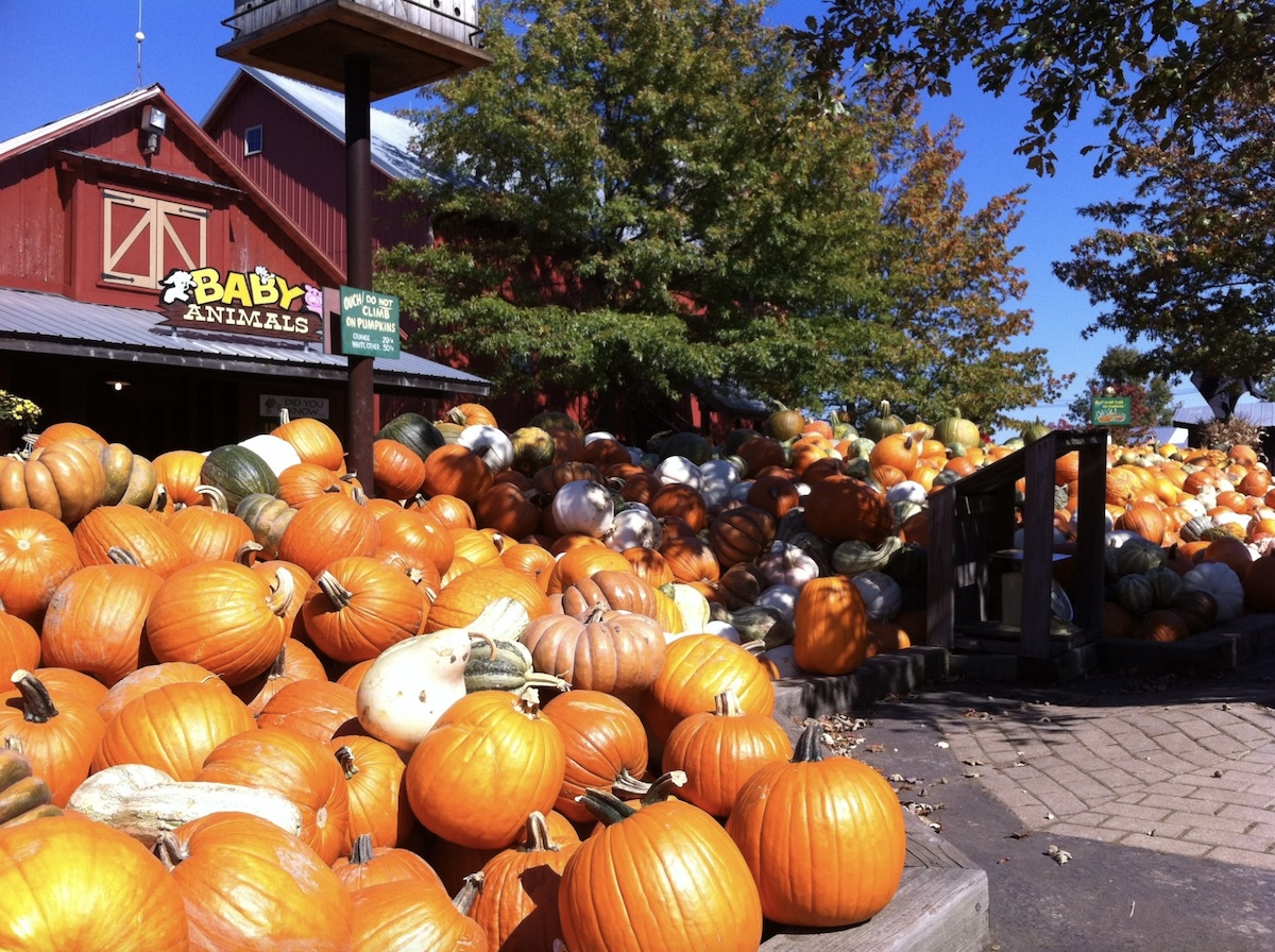 Your Guide to Fall Festivals in and Around Chicago This Season