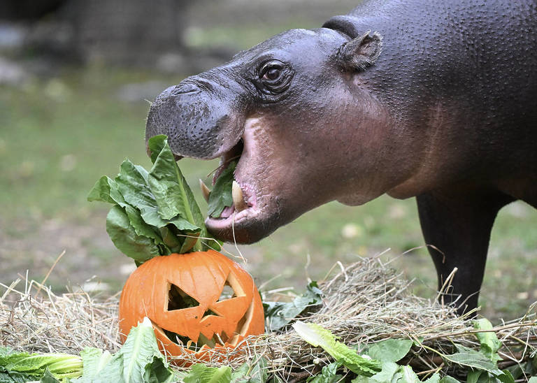 Your Guide to Fall Festivals in and Around Chicago This Season