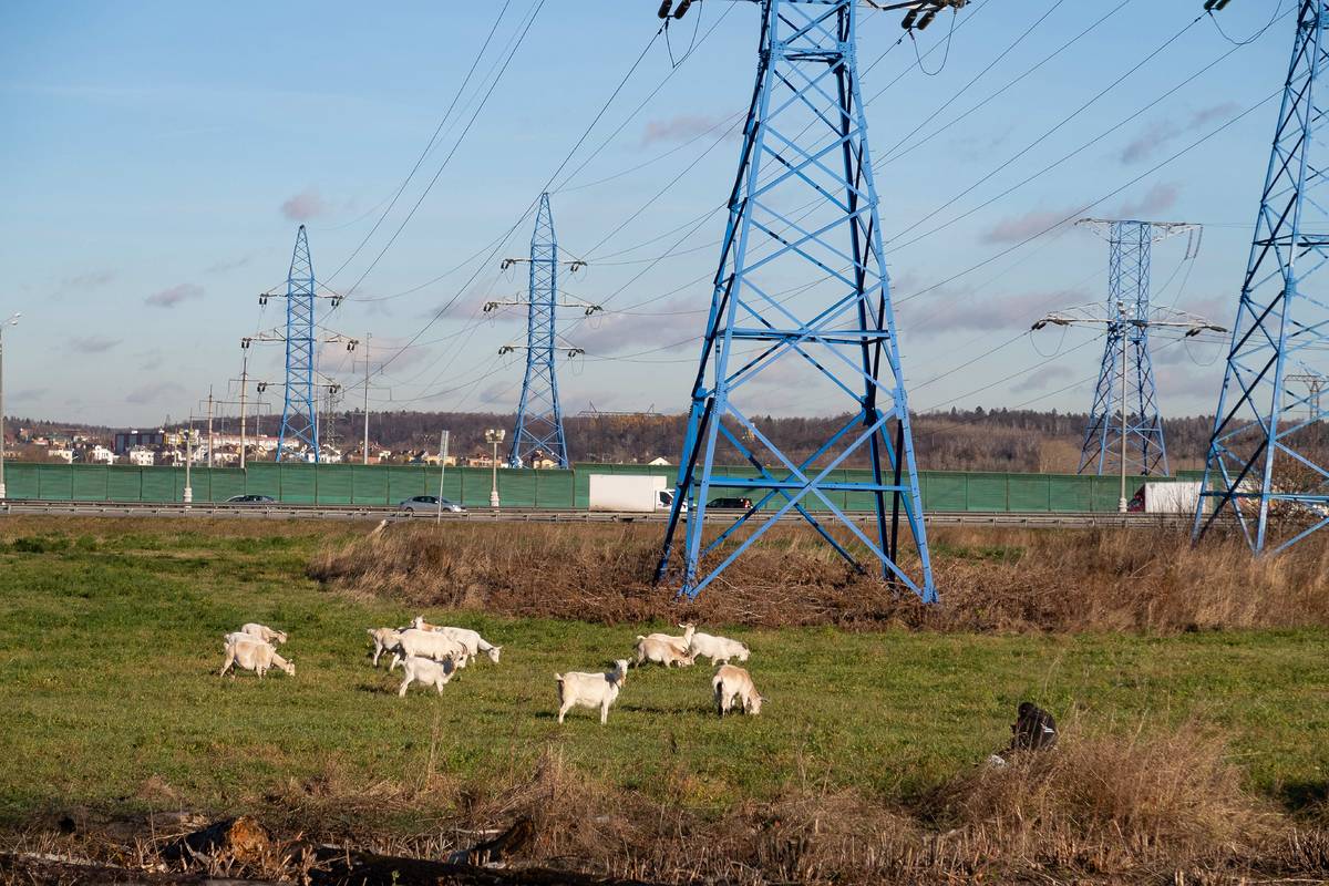 Meet the Goats Helping ComED Maintain Chicago's Power Lines