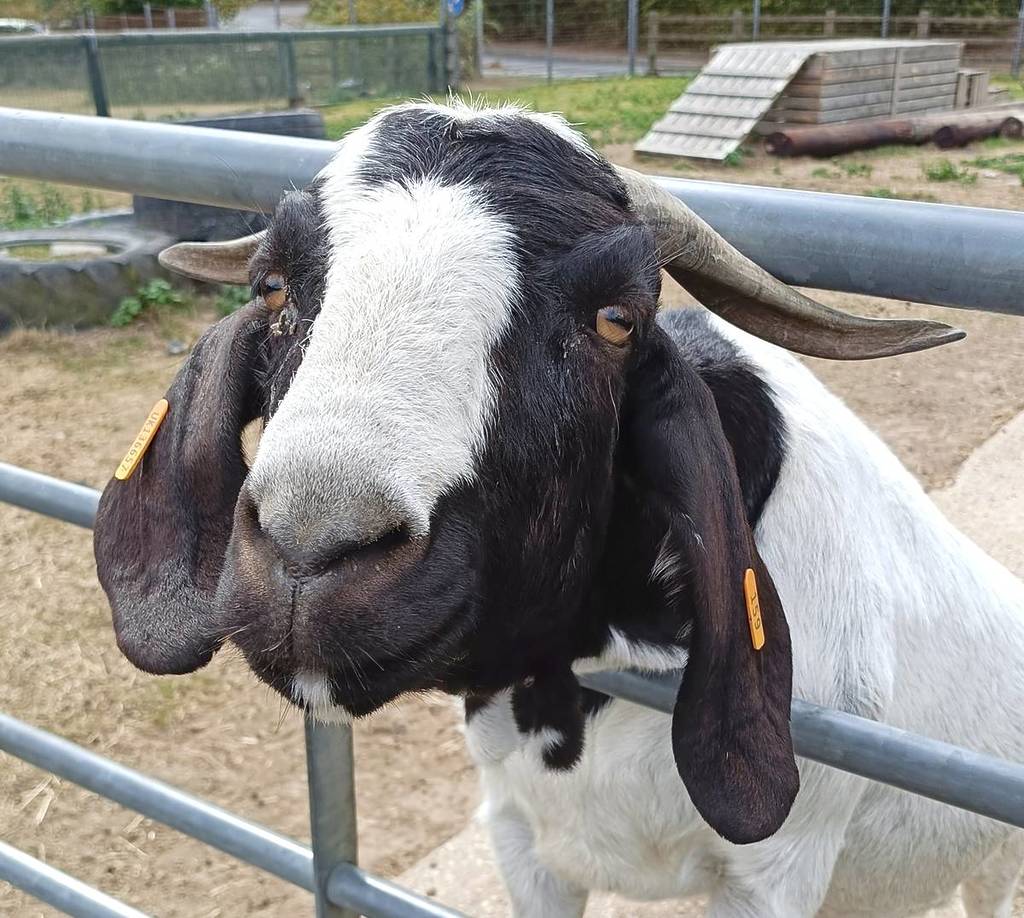Meet the Goats Helping ComED Maintain Chicago's Power Lines
