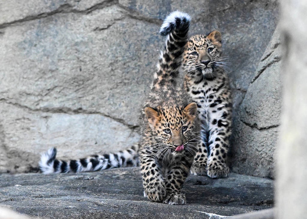 All About the Brookfield Zoo's New Rare Leopard Cubs