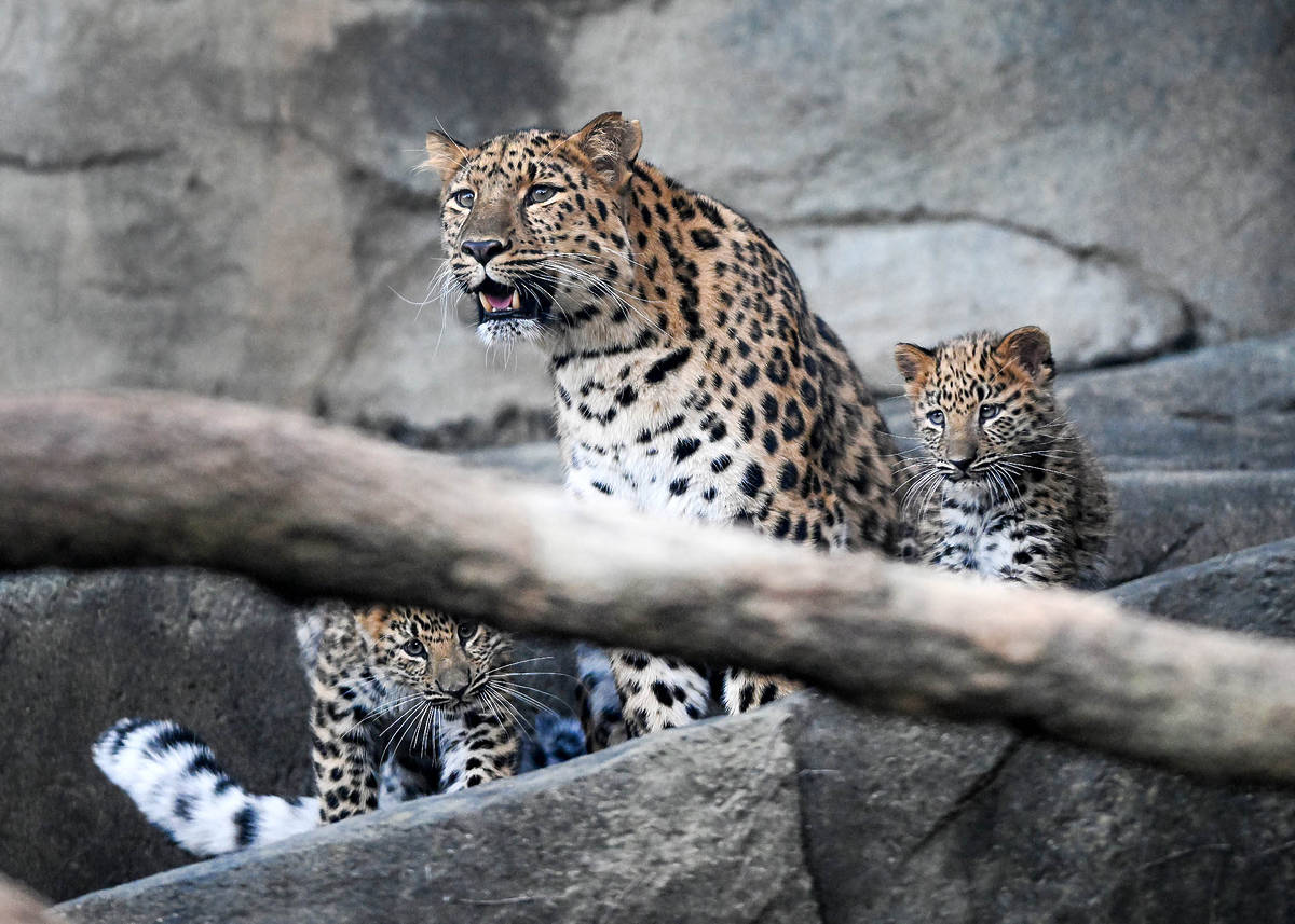 All About the Brookfield Zoo's New Rare Leopard Cubs