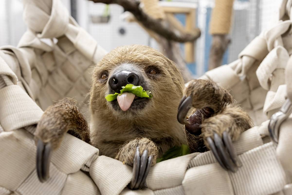 Say Hello to the Shedd Aquarium's New Two-Toed Sloth