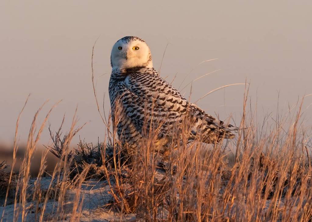 Meet the Snowy Owl Duo Taking Chicago By Storm