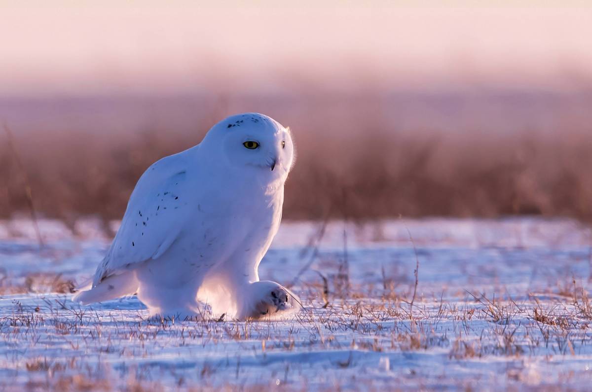 Meet the Snowy Owl Duo Taking Chicago By Storm