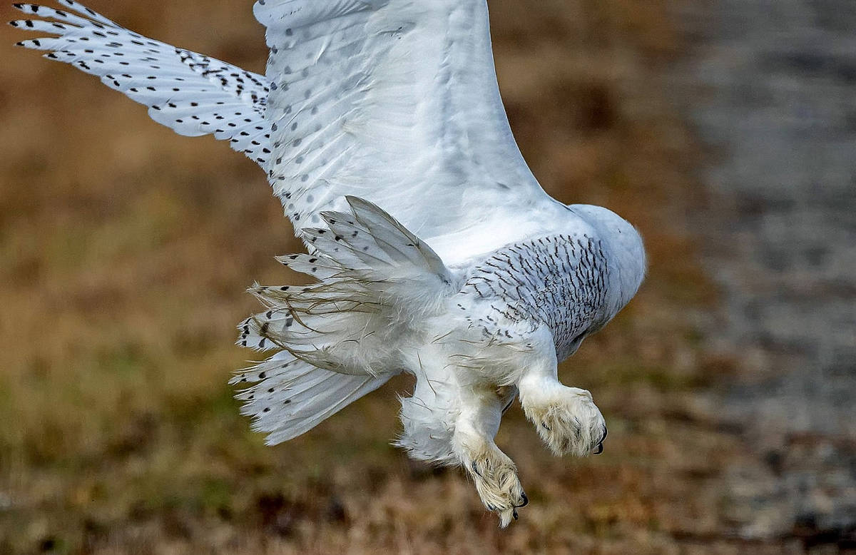 Meet the Snowy Owl Duo Taking Chicago By Storm