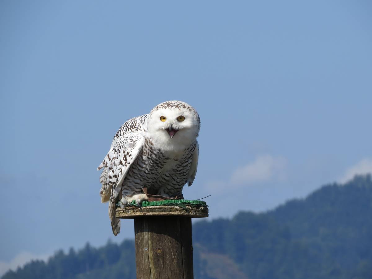 Meet the Snowy Owl Duo Taking Chicago By Storm