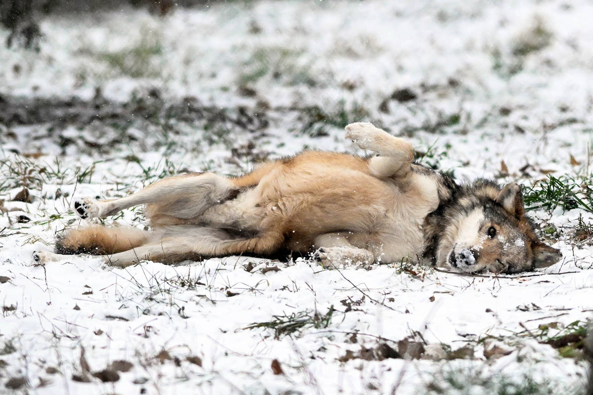 See Animals at the Brookfield Zoo Play in the Snow