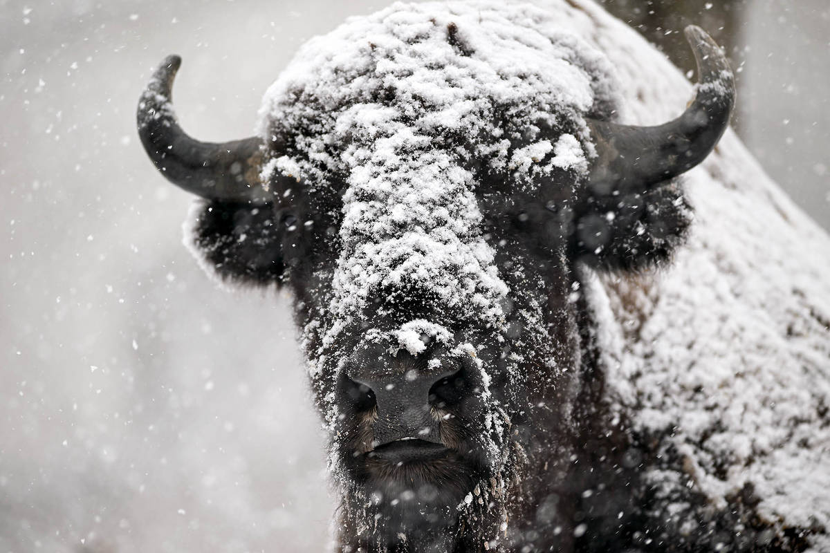 See Animals at the Brookfield Zoo Play in the Snow