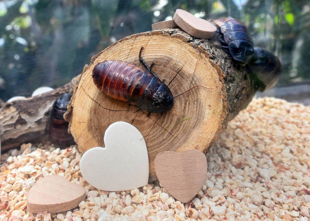 Brookfield Zoo Brings Back Name a Cockroach Program