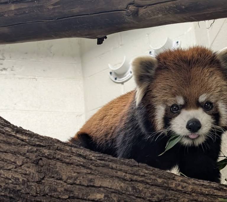Meet the Lincoln Park Zoo's Newest Resident—An Adorable Red Panda