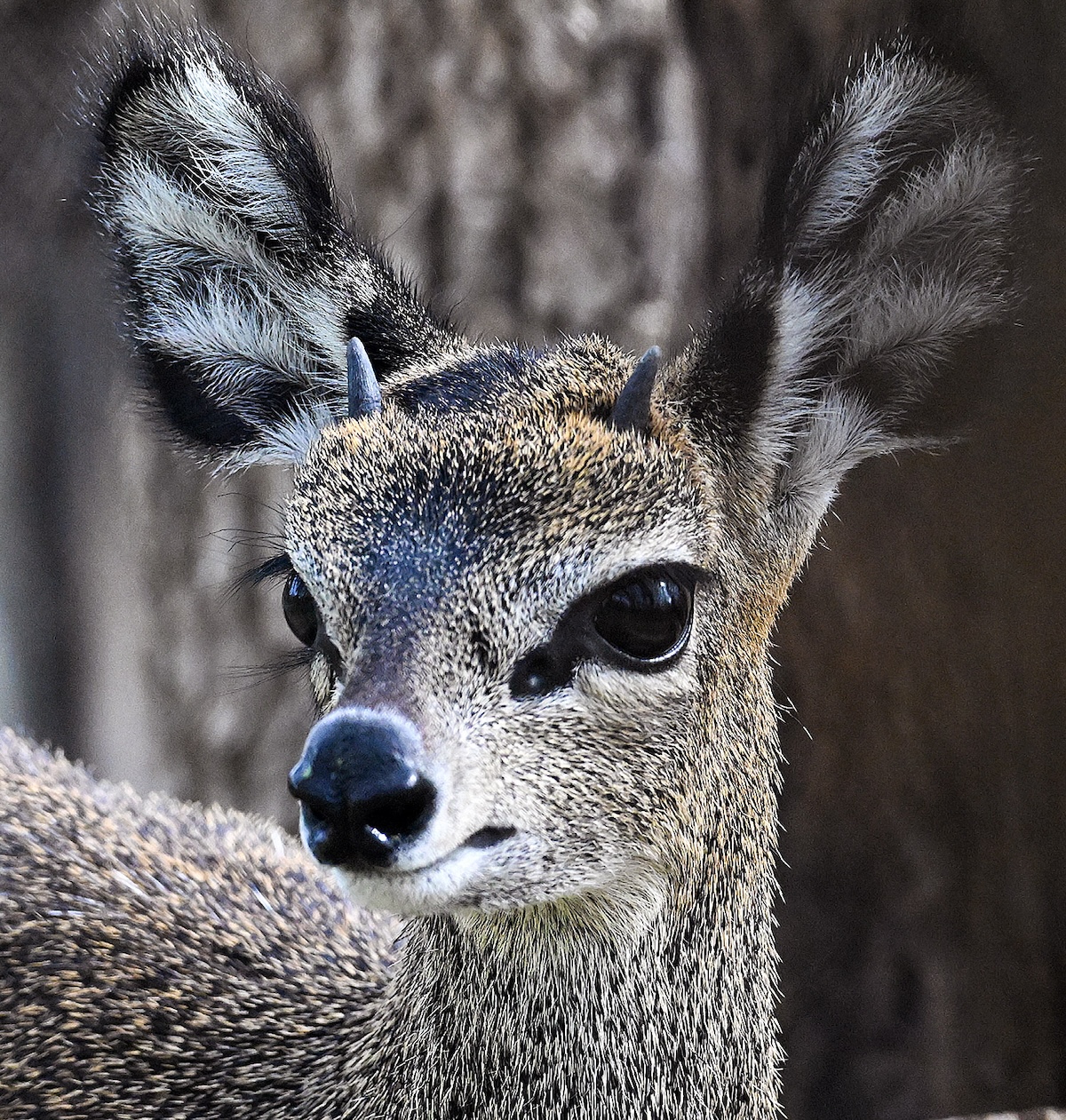 Brookfield Zoo Welcomes New Okapi and Baby Klipspringer