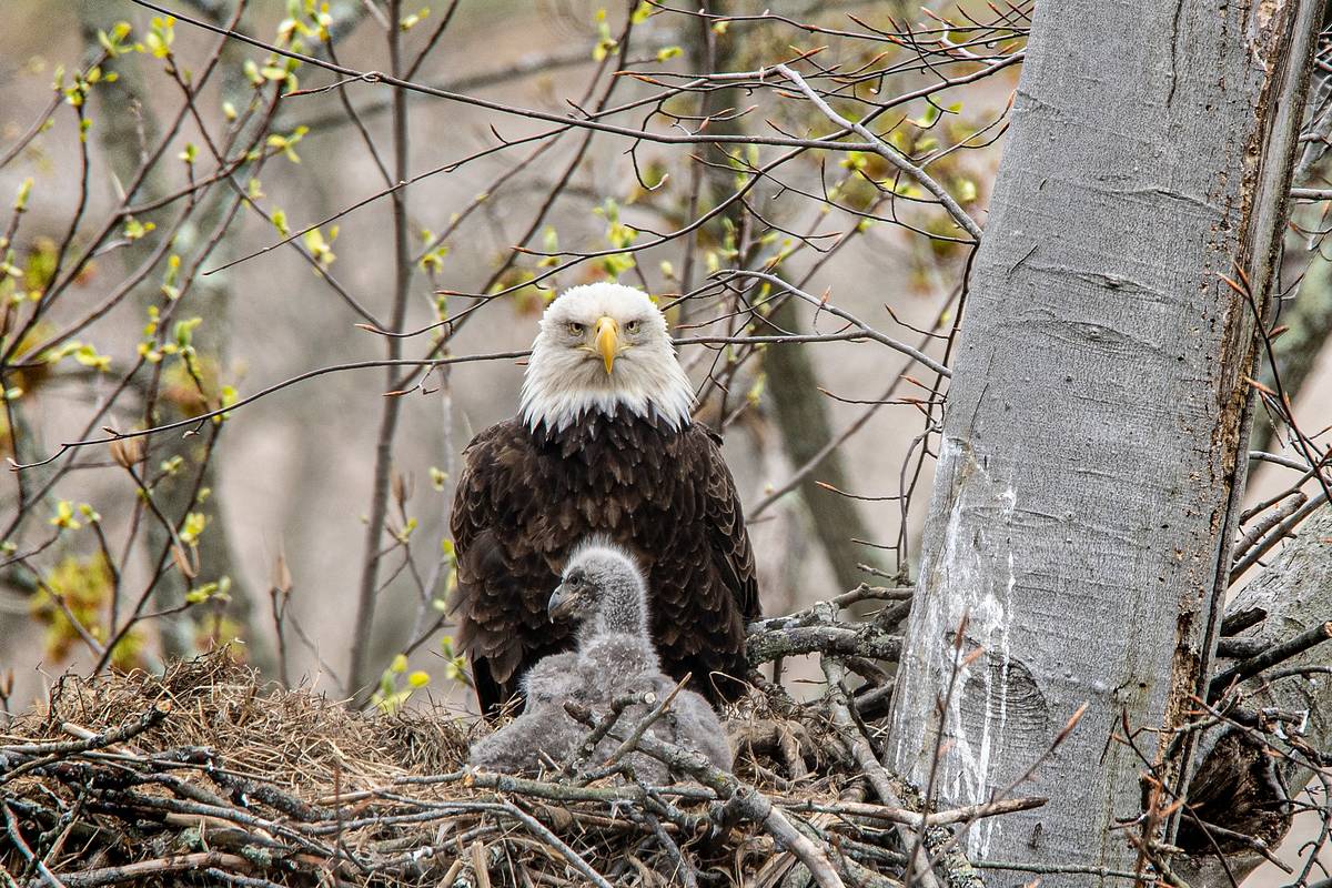 For the first time in over 100 years, a bald eagle has successfully ...