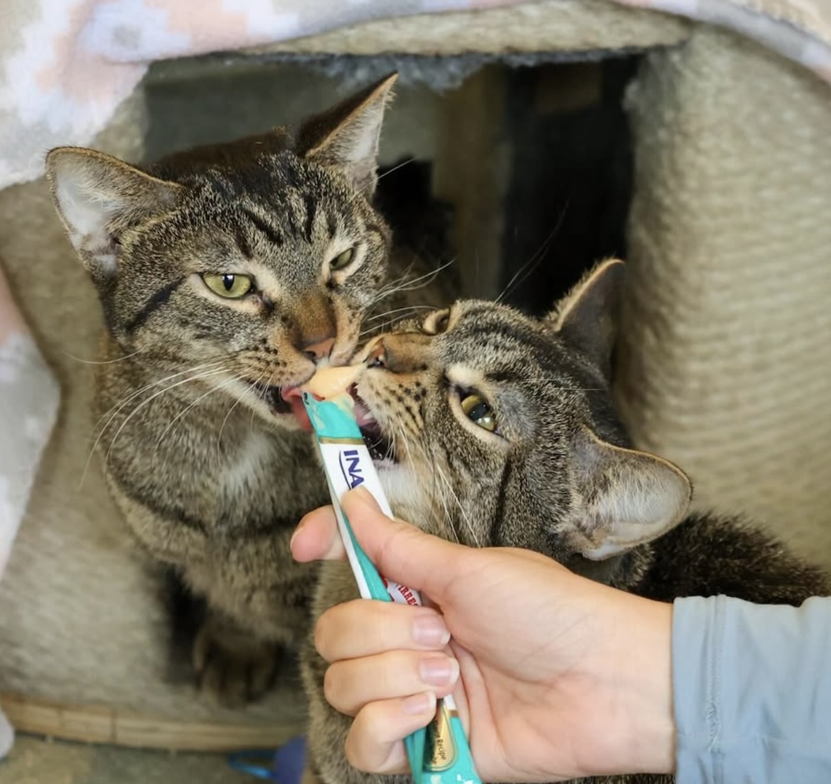 PAWS Chicago to host Spring Adopt-a-Thon this weekend