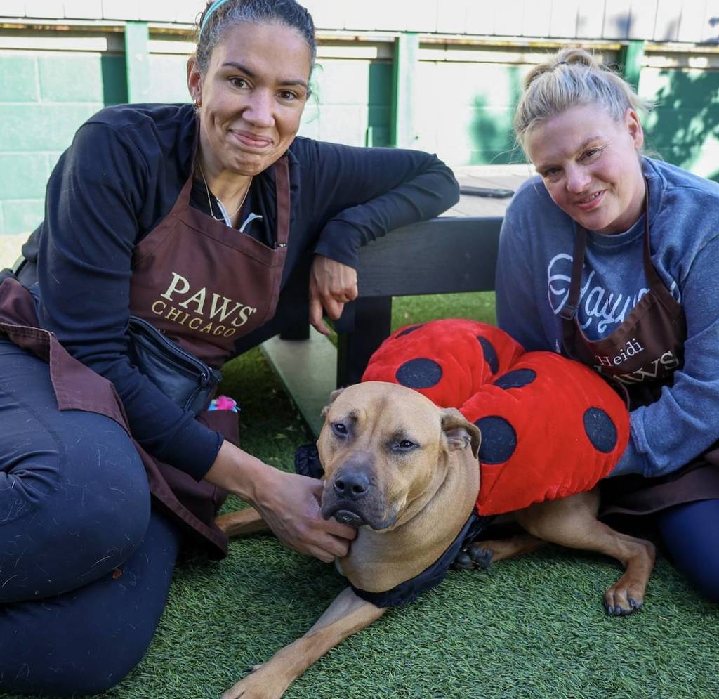 PAWS Chicago to host Spring Adopt-a-Thon this weekend