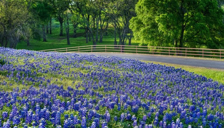 20 Amazing Things To Do In Dallas This April