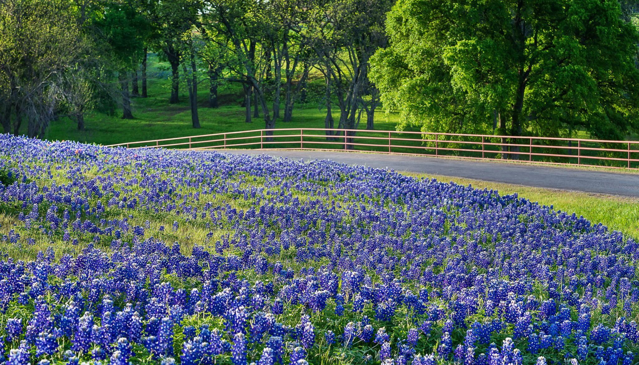 20 Amazing Things To Do In Dallas This April