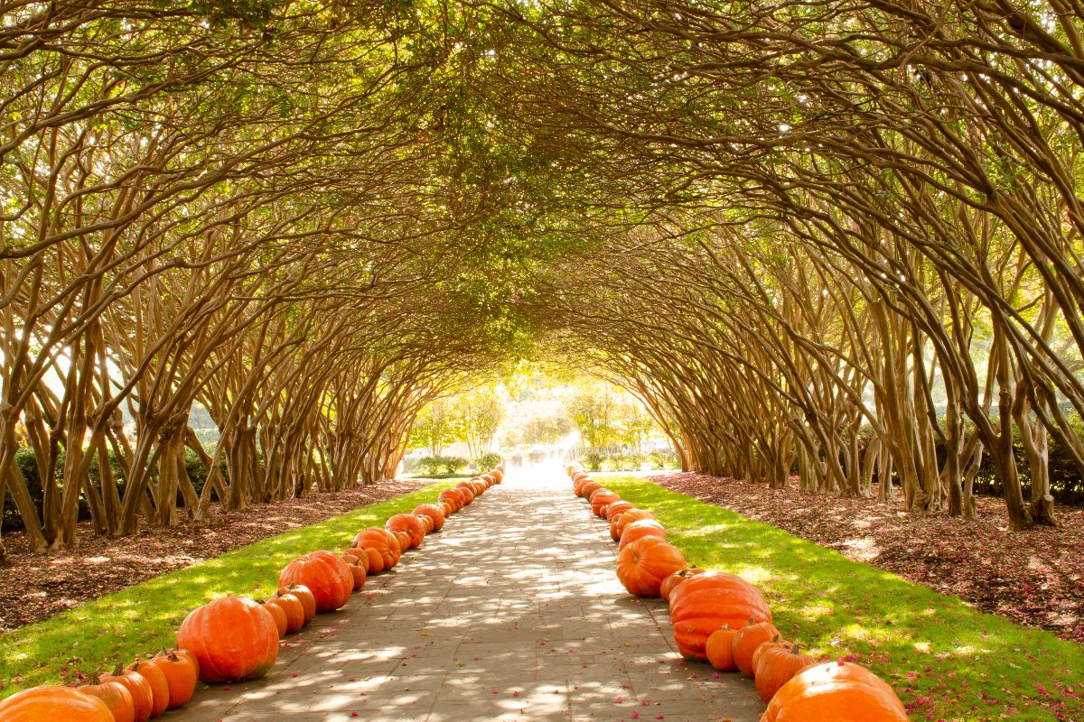 Dallas' Autumn At The Arboretum Returns With Fall Fun
