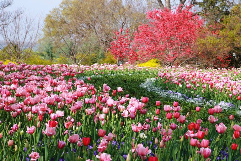 10 Epic Things To Do This Spring Break In Dallas
