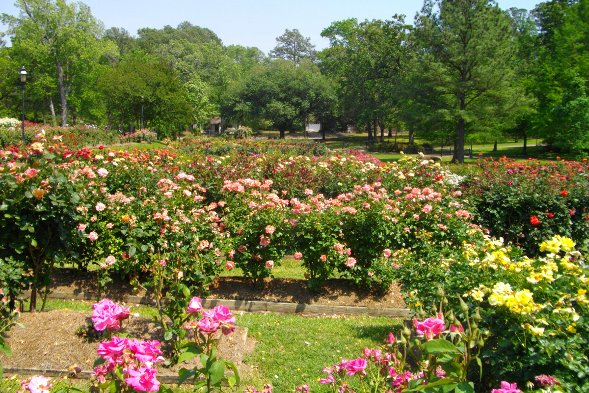 'Rose Capital of America': The Largest Rose Garden In The Nation Is ...