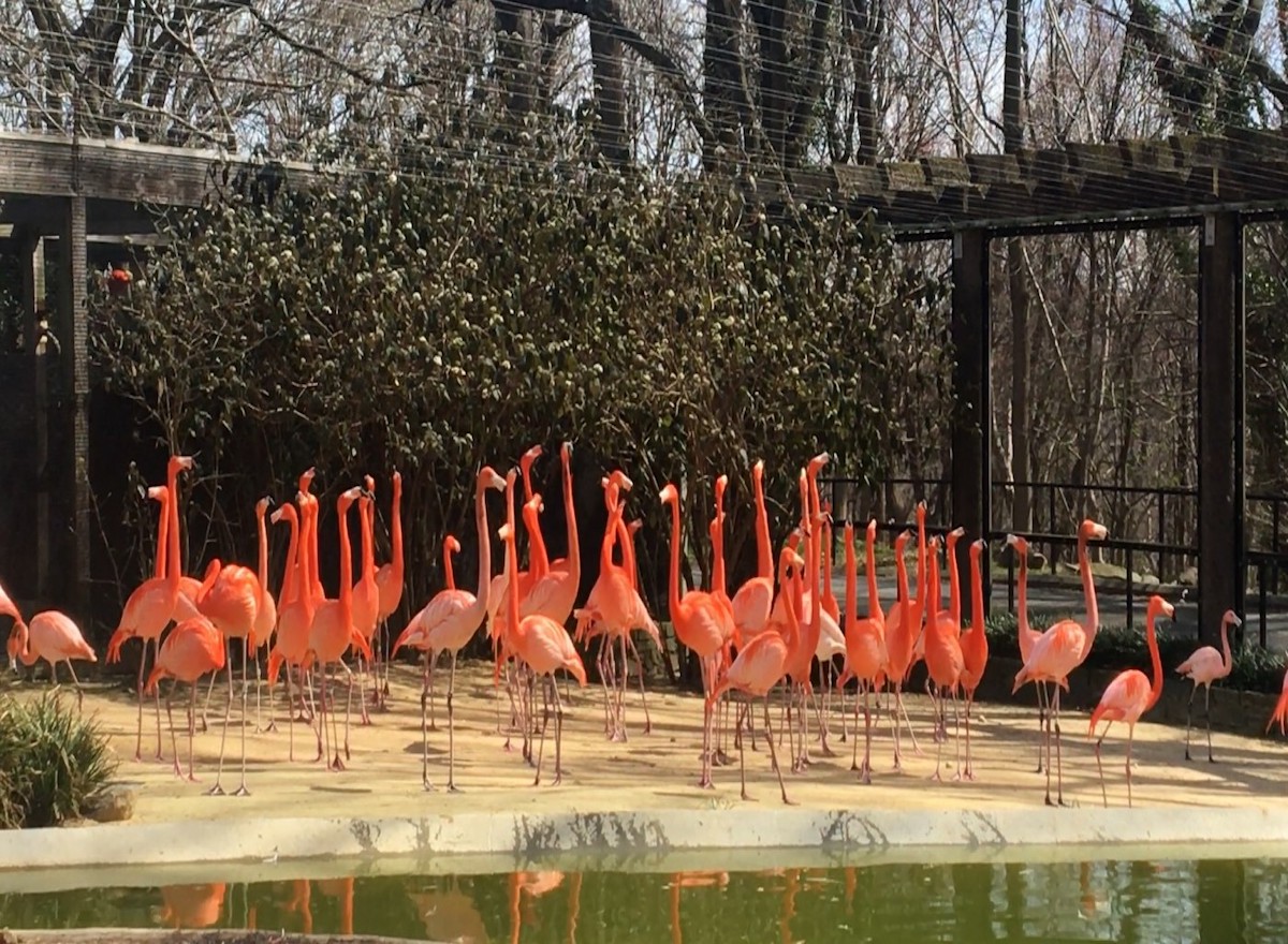 25 American Flamingos Killed By Wild Fox At Smithsonian National Zoo