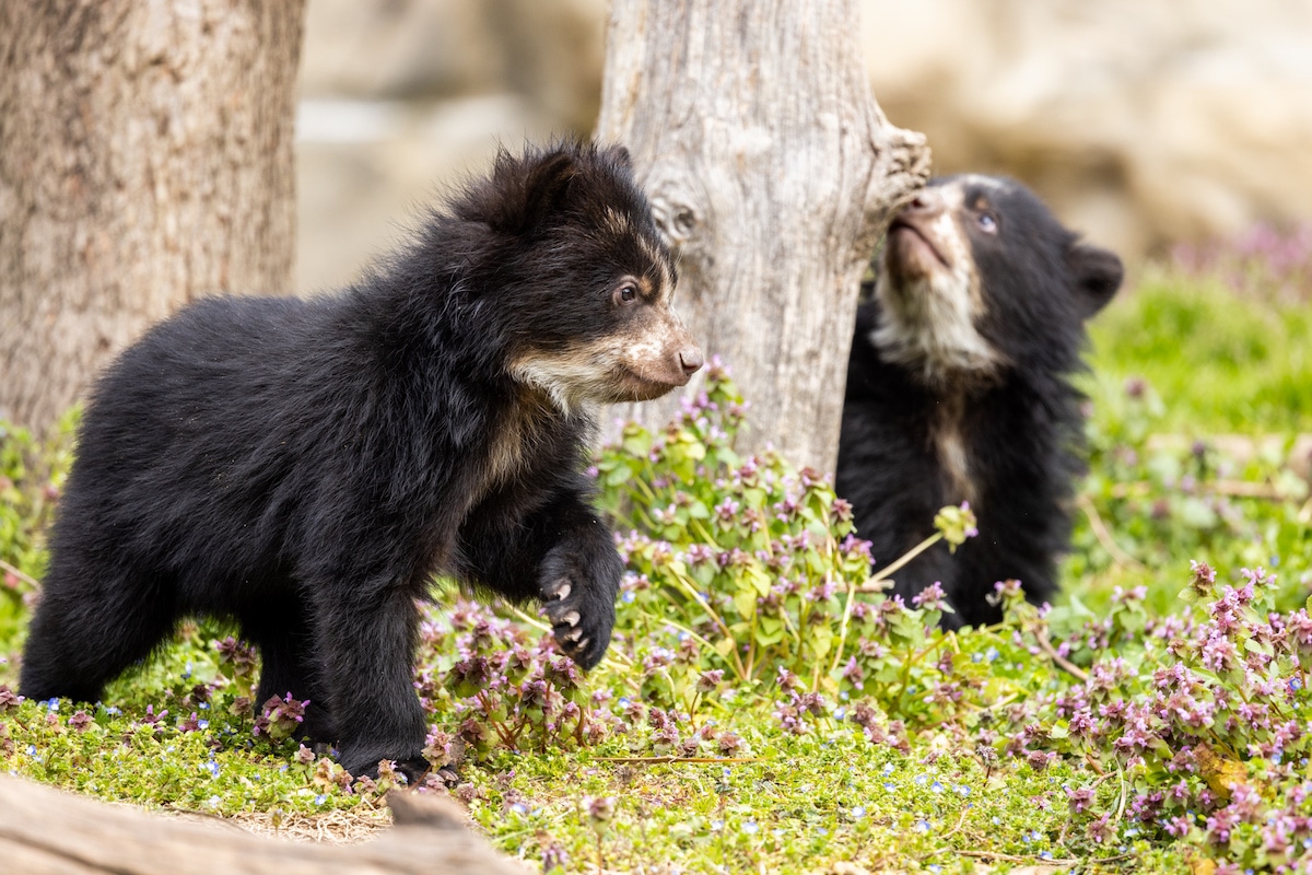 Two Andean Bear Cubs Debut At Smithsonian’s National Zoo