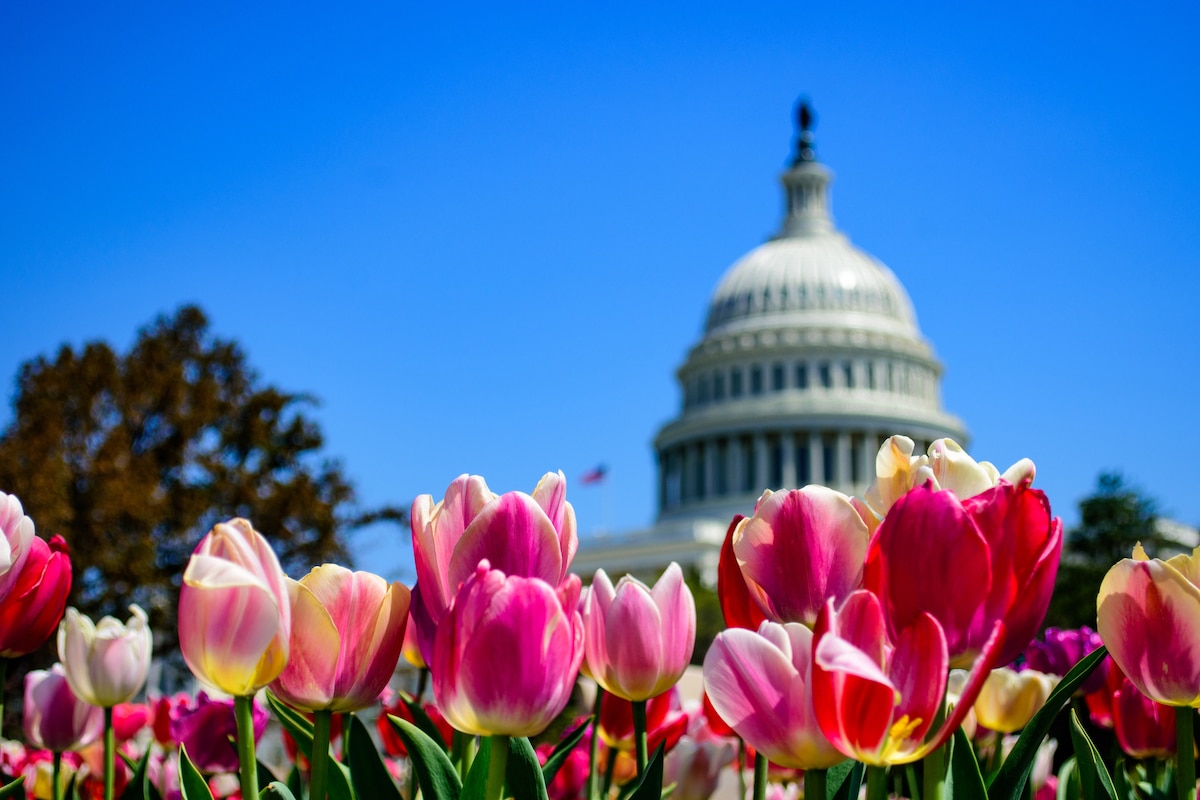 20 Amazing Things To Do In D.C. This April - Secret DC