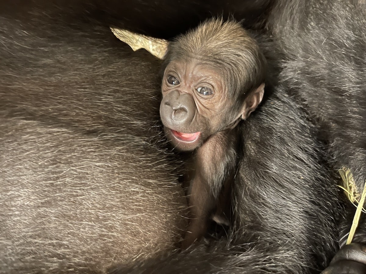 Endangered Western Lowland Gorilla Born At Smithsonian’s National Zoo