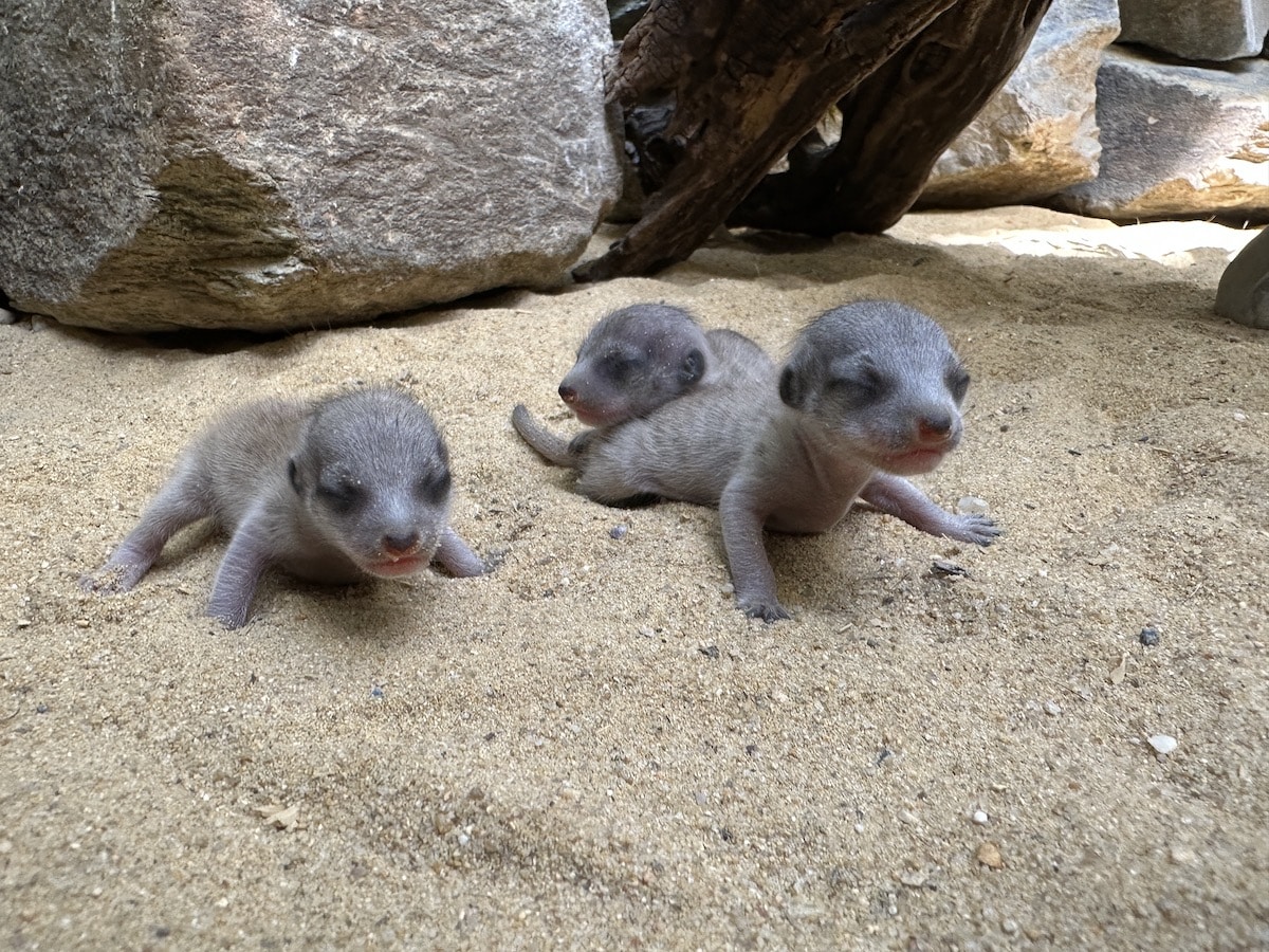 Three Baby Meerkats Born At Smithsonian's National Zoo