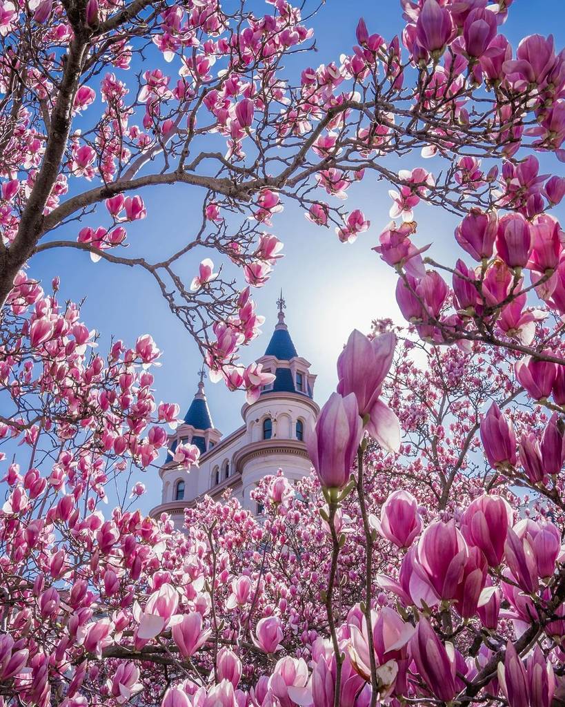 6 Spots To View The Magnolia Blooms In DC At Their Peak