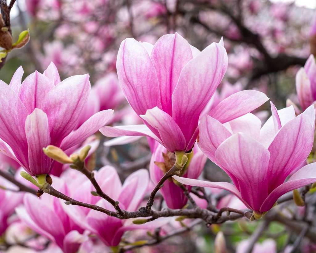 6 Spots To View The Magnolia Blooms In DC At Their Peak