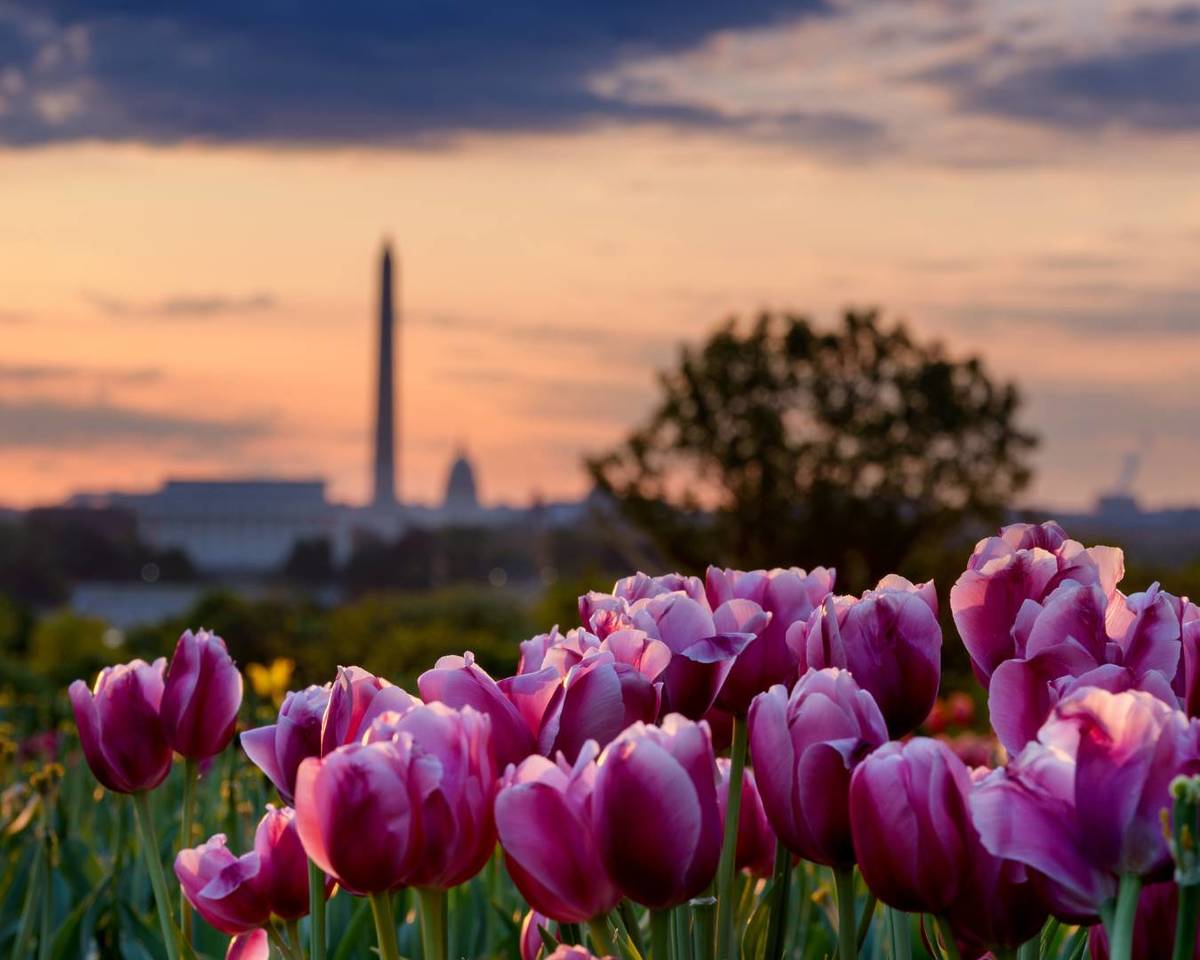 5 Places Around D.C. To See Blooming Tulips For Free This Spring