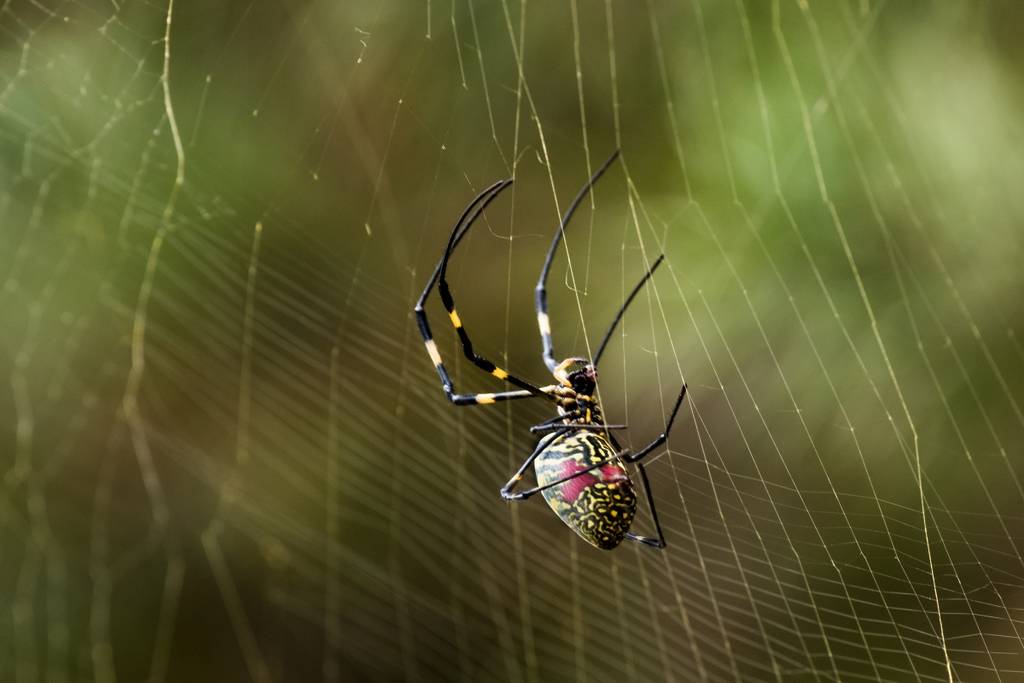 Massive Spiders Bigger Than Your Phone Are Parachuting Into Dc