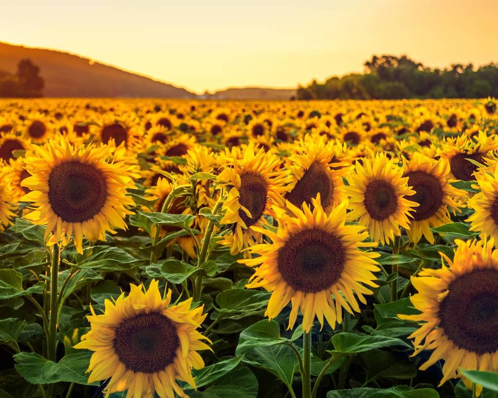 Burnside Farms Summer of Sunflowers returns to NoVa next week