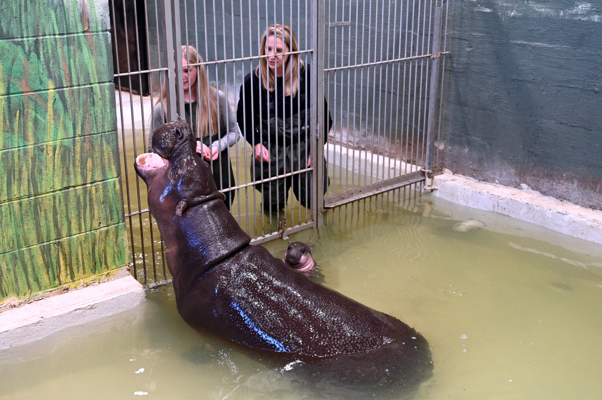 Richmond Zoo's Now Lets You Meet & Feed A Baby Pygmy Hippo