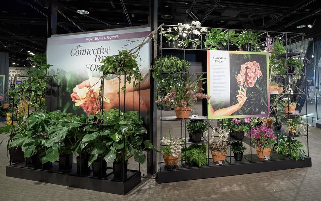 USGB & Smithsonian Garden's Annual Joint Orchid Exhibit Is Back
