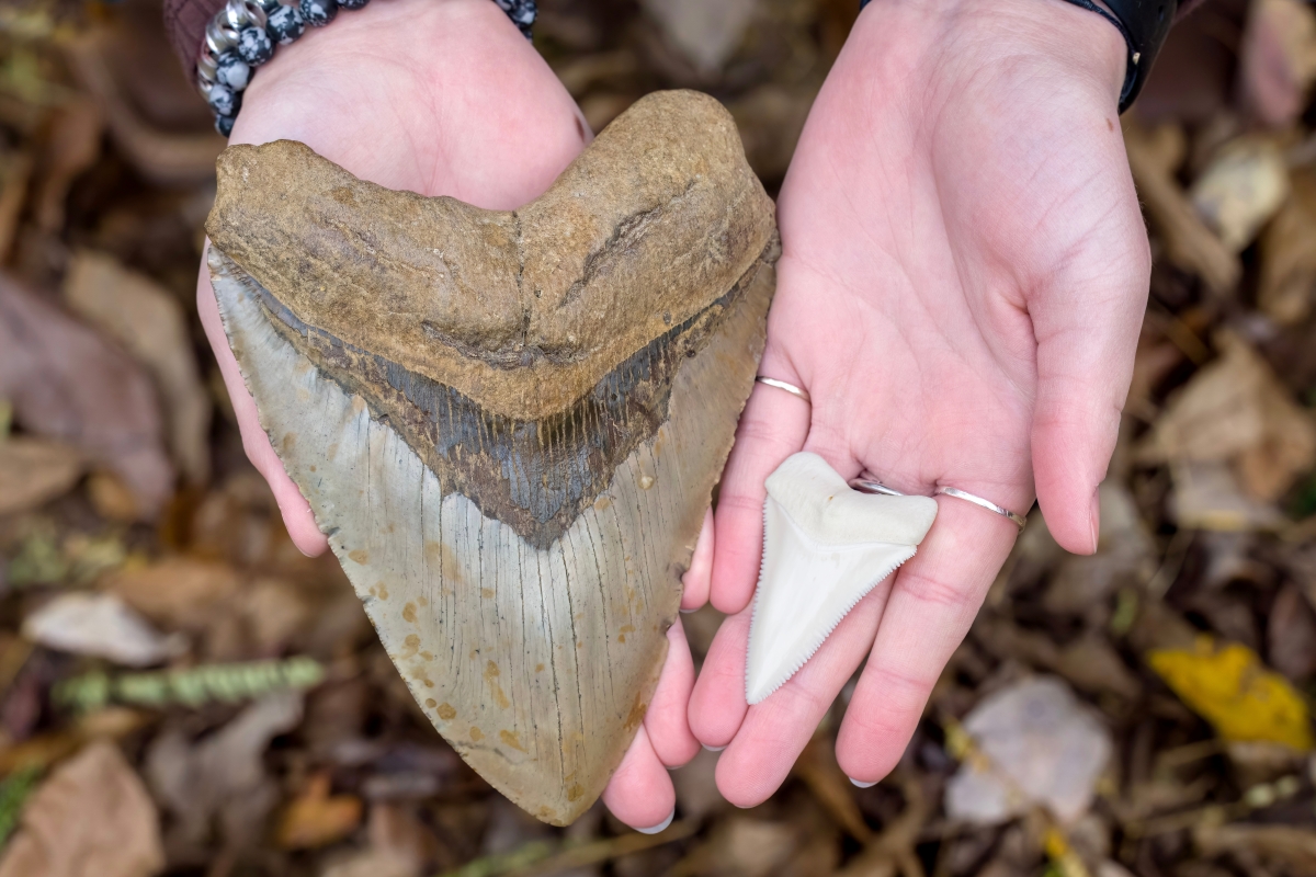Maryland Designates The Megalodon As Its Official State Shark