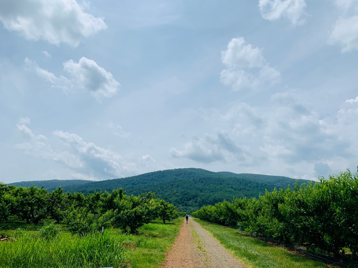 A peach & blueberry picking festival is coming this Virginia orchard