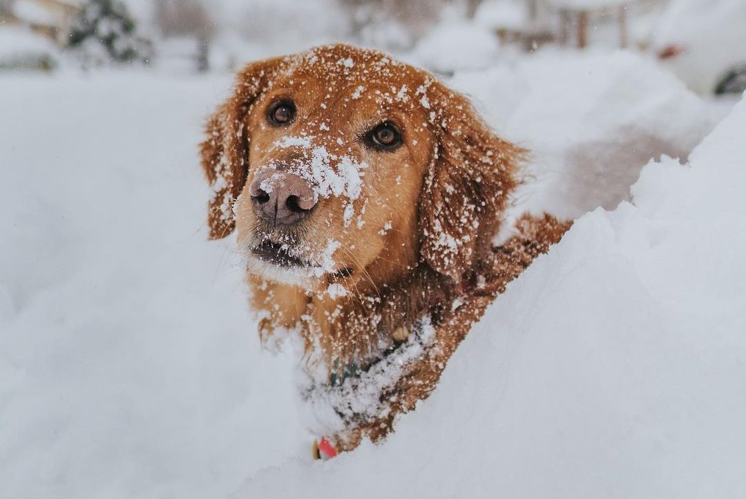 A Roundup Of The Most Wholesome Denver Doggos That Love Playing In The Snow