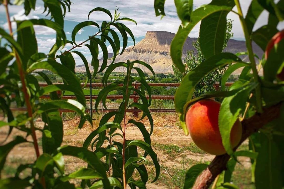 You Can Pick Your Own Peaches In The Charming Town Of Palisade This Summer