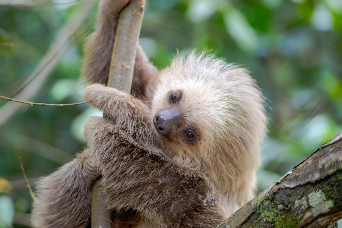 You Can Help Name The Denver's Newest Addition, A Baby Two-Toed Sloth