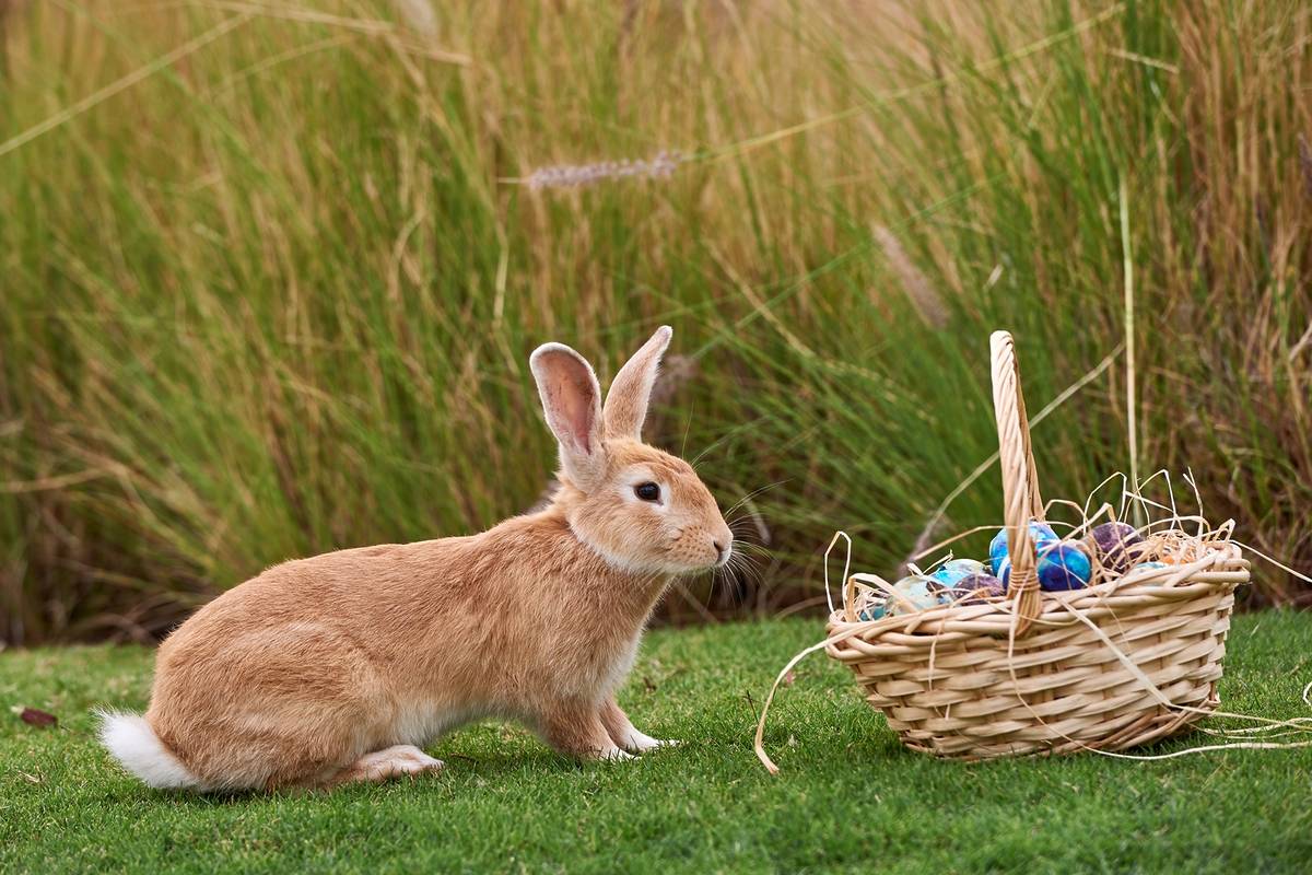 Easter In Dubai 2025: Egg Hunts, Brunch, Hot Cross Buns & More